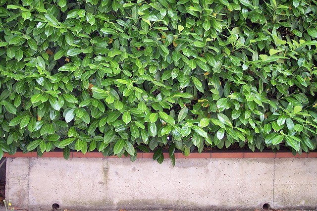 Hecken zur Gestaltung und Bepflanzung im Garten | Wohnen.de Ratgeber